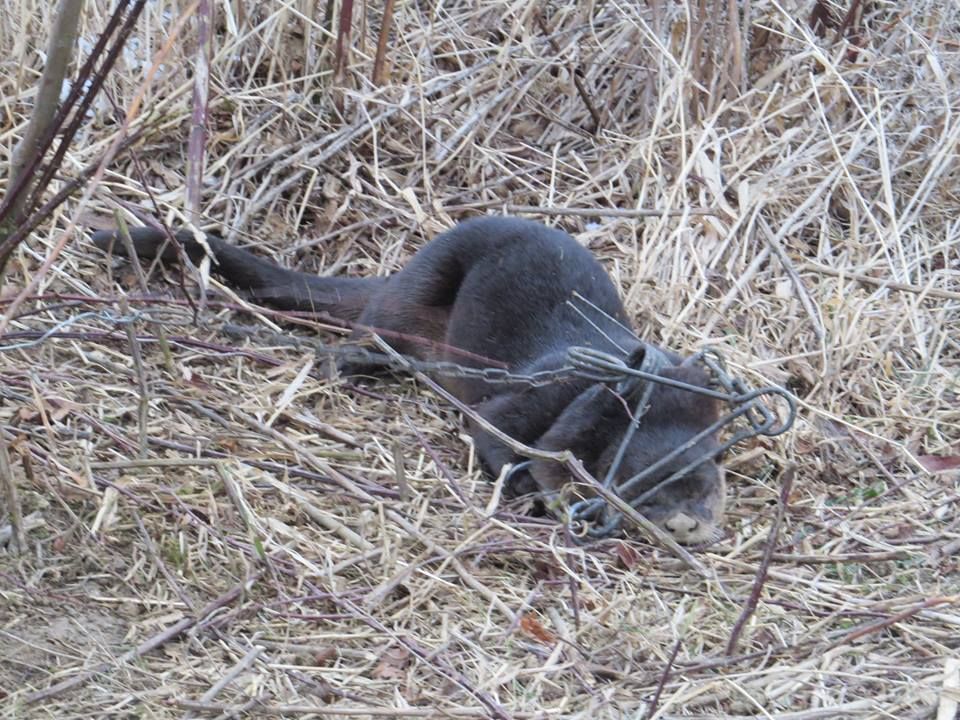 Wildlife group raises concern about otter trapping at Mill Creek ...