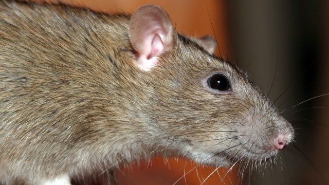 Youngstown police call south side home 'haven' for rats - WFMJ.com