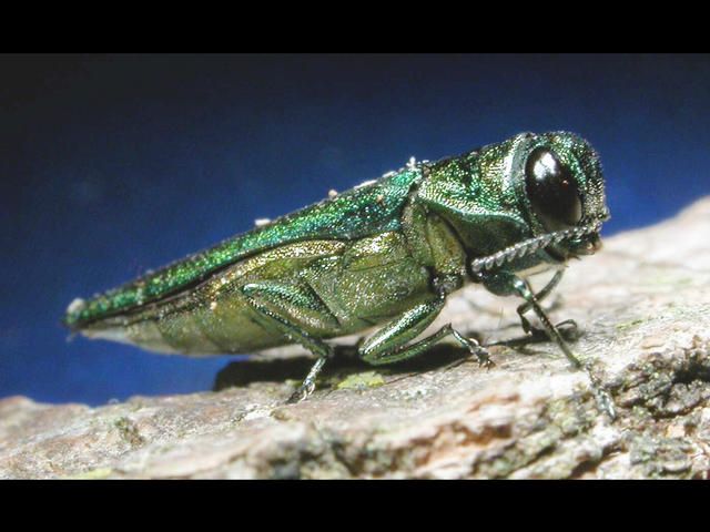Destructive insect found in Ohio national forest - WFMJ.com