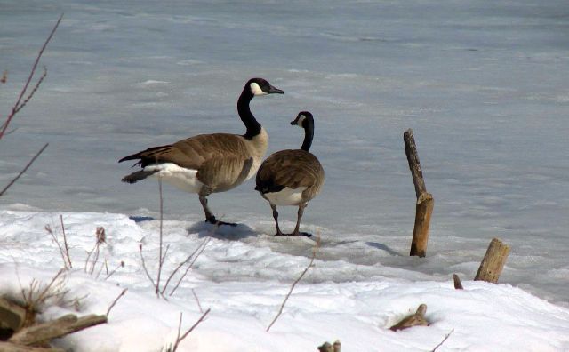 Got geese? Now is the time to scare them away - WFMJ.com