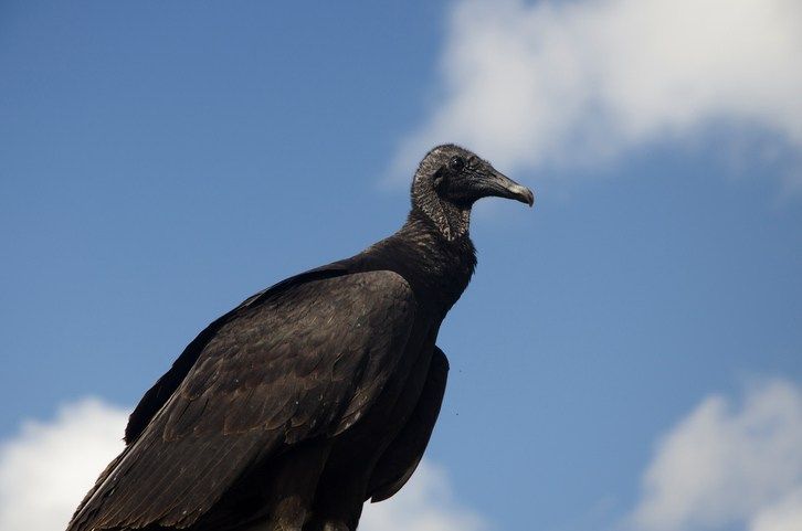 Ohio boaters call black vultures a destructive menace - WFMJ.com