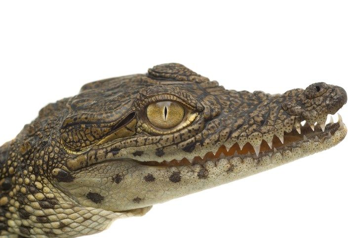 Humane Society probes video of alligator drinking, smoking - WFMJ.com ...