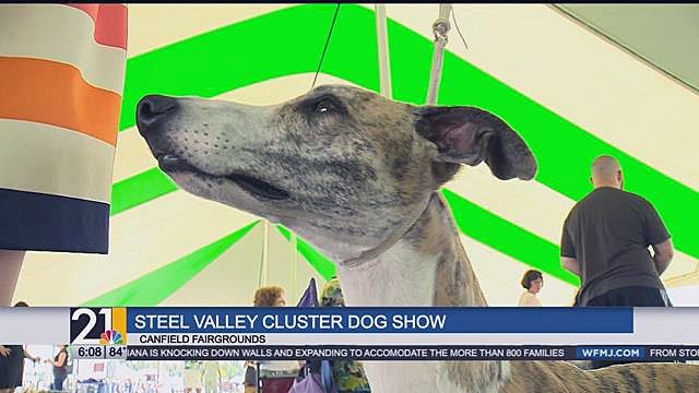 Steel Valley Cluster Dog Show is underway - WFMJ.com