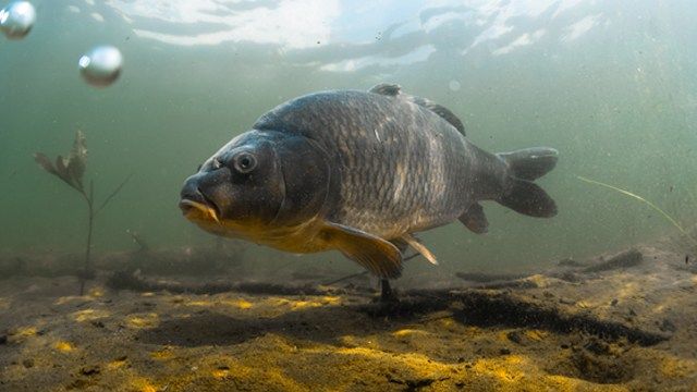 Carp dying off in Pymatuning Lake - WFMJ.com