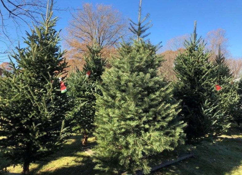 Ohioans urged to properly dispose of Christmas trees due to fire risk ...