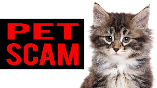 Online kitten adoption scams Beaver Twp. woman out of $1,500 - WFMJ.com