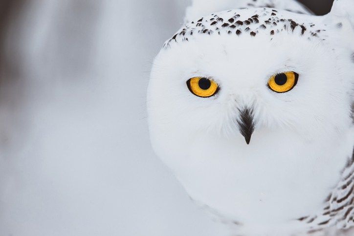 Snowy owl migration gives scientists chance to study them - WFMJ.com