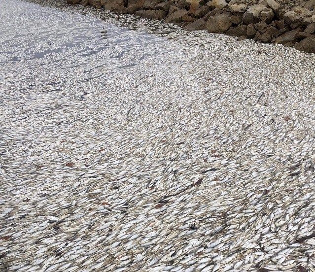 Winter fish kill found at Pymatuning Lake - WFMJ.com