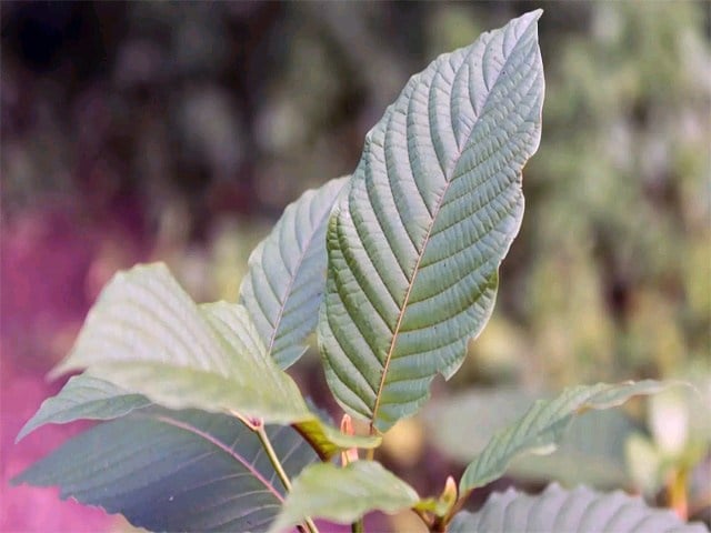 FDA warns of safety risks associated with Kratom - WFMJ.com FDA warns of safety risks associated with Kratom - WFMJ.com