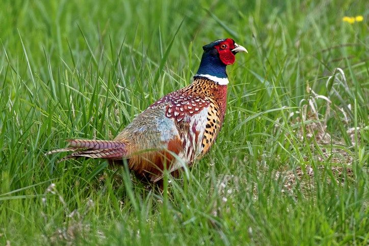 14,000 pheasants to be released in Ohio, including some in Valley ...