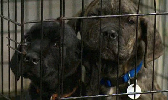 Animal welfare officers, humane agents kept busy during extreme cold ...