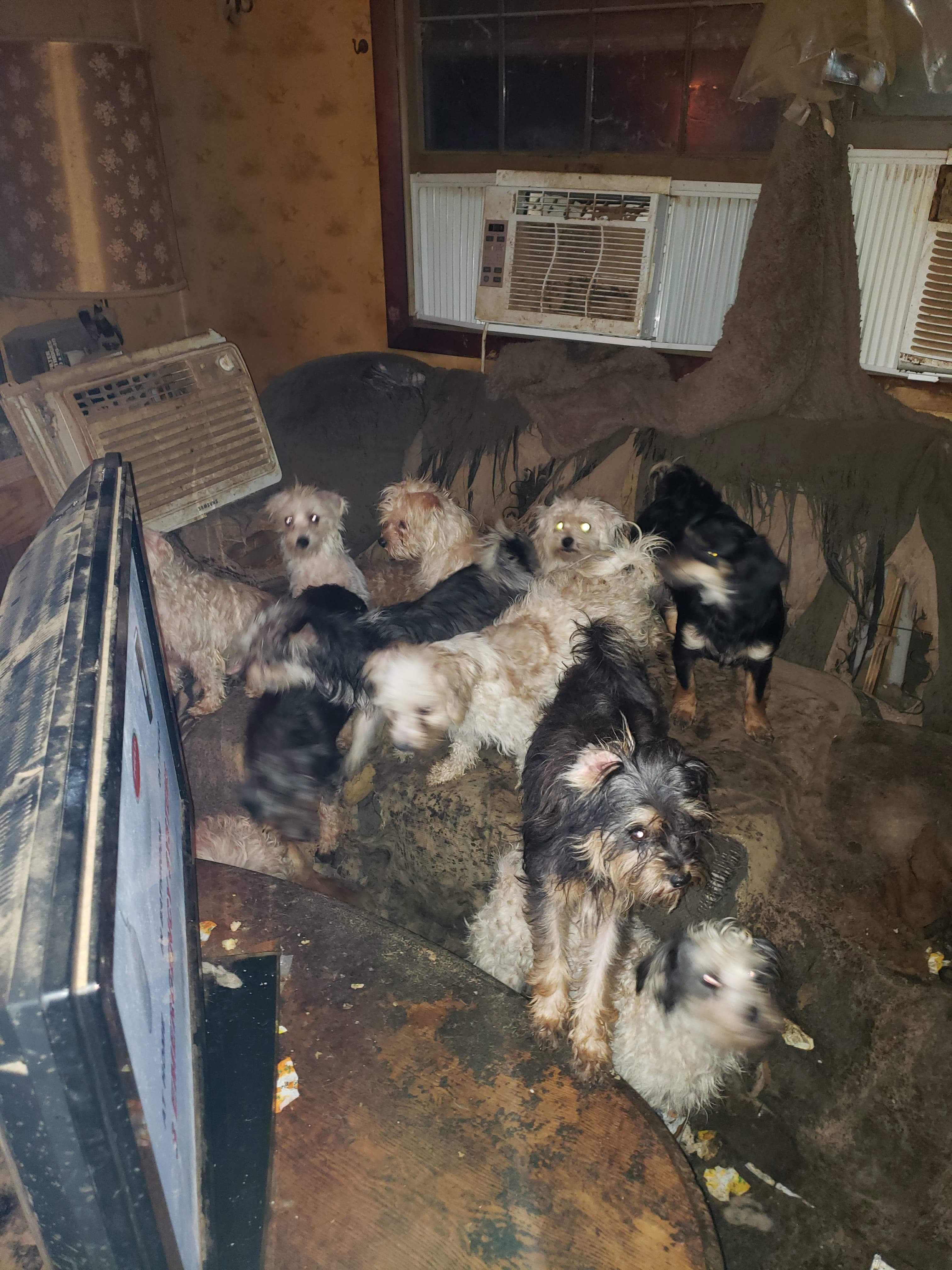 Dozens of dogs seized from Shenango Twp. home doing well, receiving ...