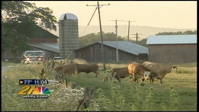 At least 10 head of cattle electrocuted in Lawrence County - WFMJ.com