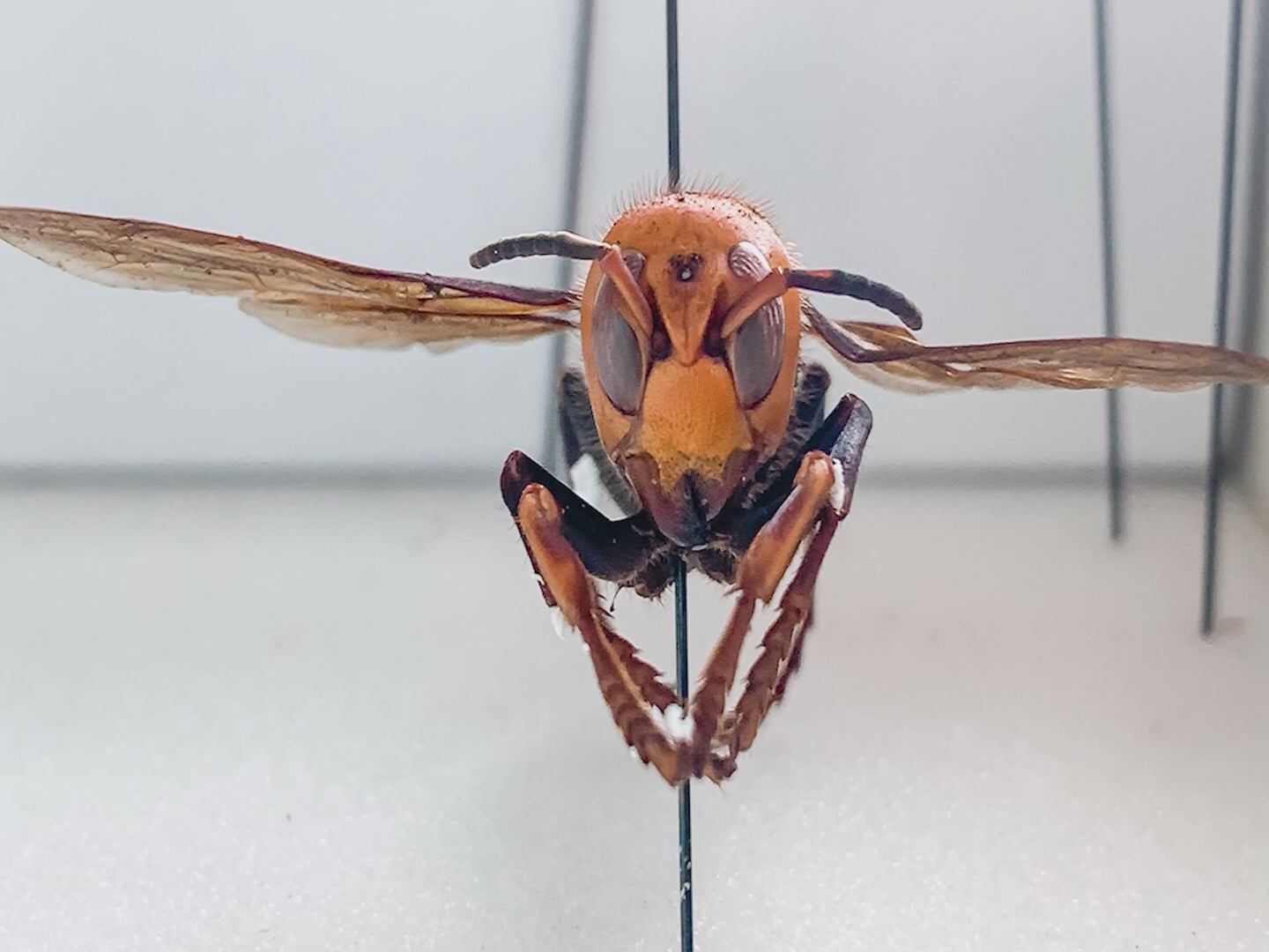 Officials announce eradication of 'murder hornet' in Washington - WFMJ.com