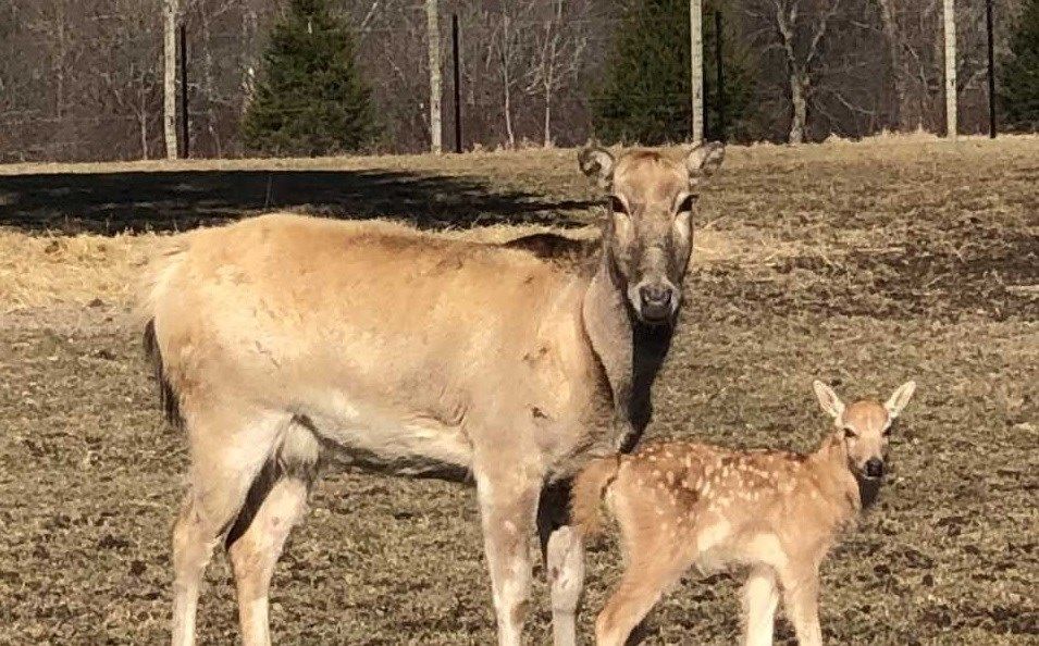 Rare species of deer born at Keystone Safari - WFMJ.com