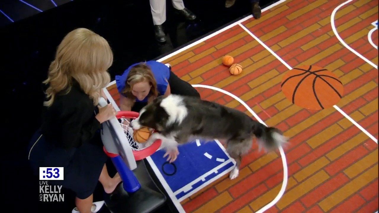 "Lives Record Breaker Week:" Most basketball slam dunks by a dog - WFMJ.com