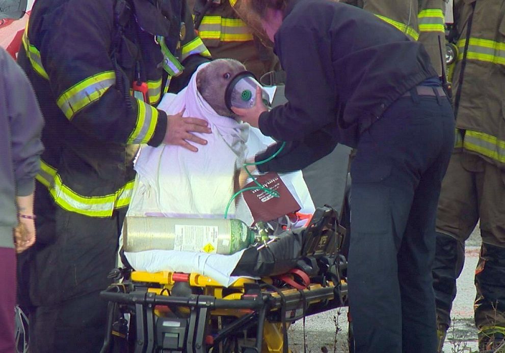 Firefighter, dog treated for smoke inhalation at burning Farrell home ...