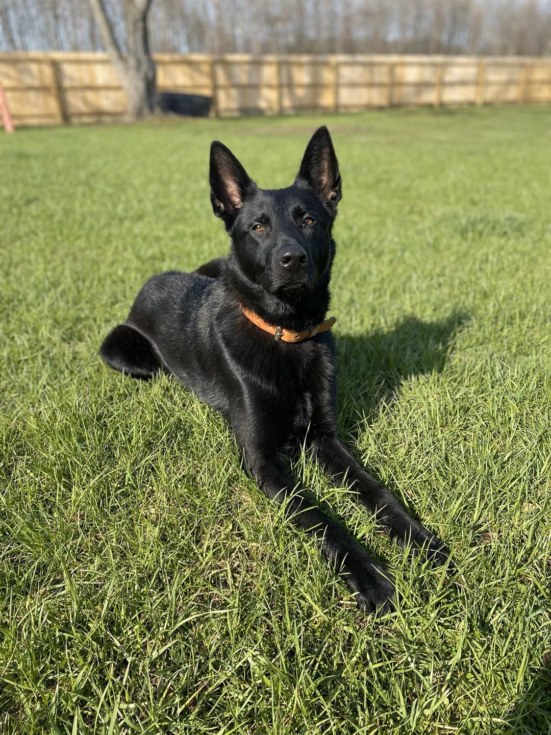 Lordstown Police Department adding K9 officer in May - WFMJ.com