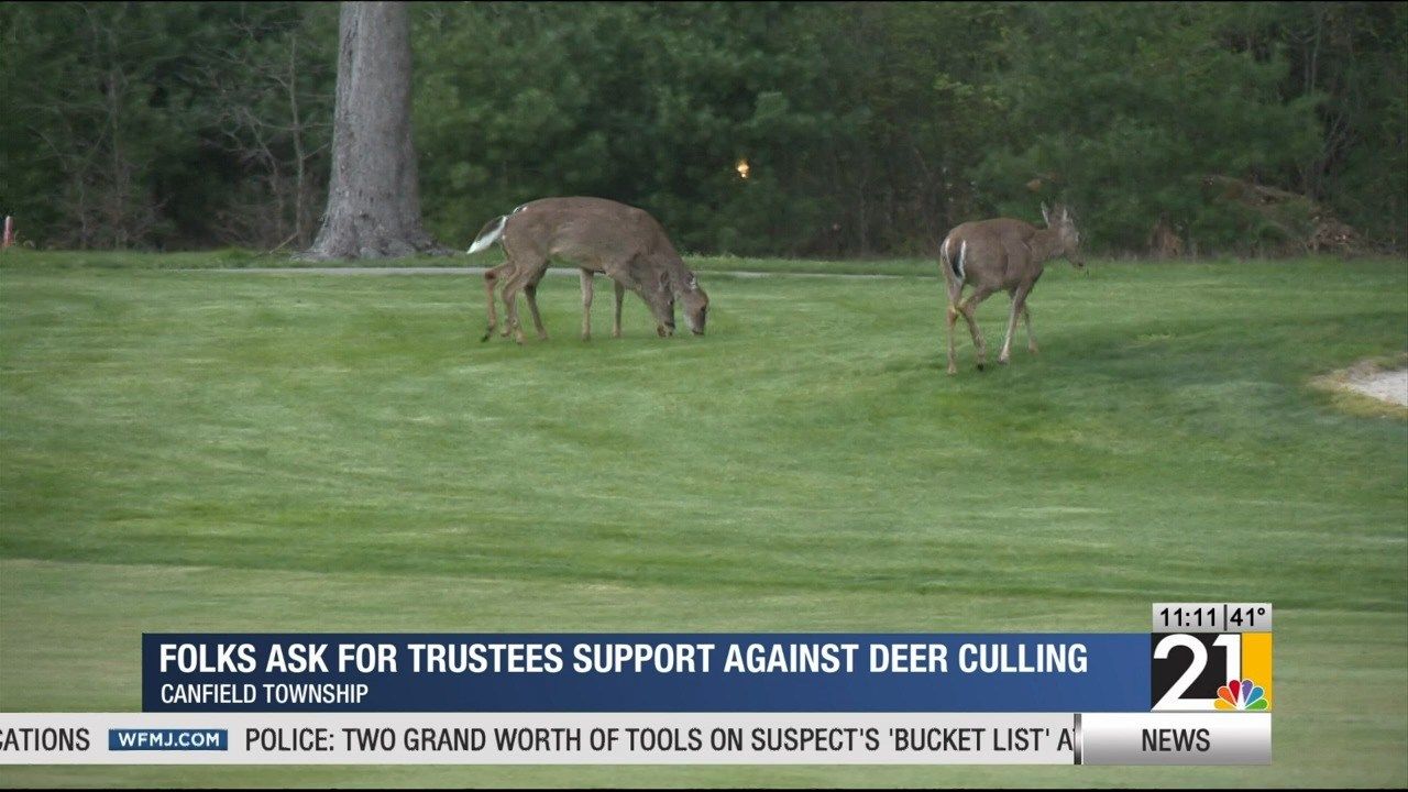 Folks ask townships to support their effort to save the deer in Mill ...