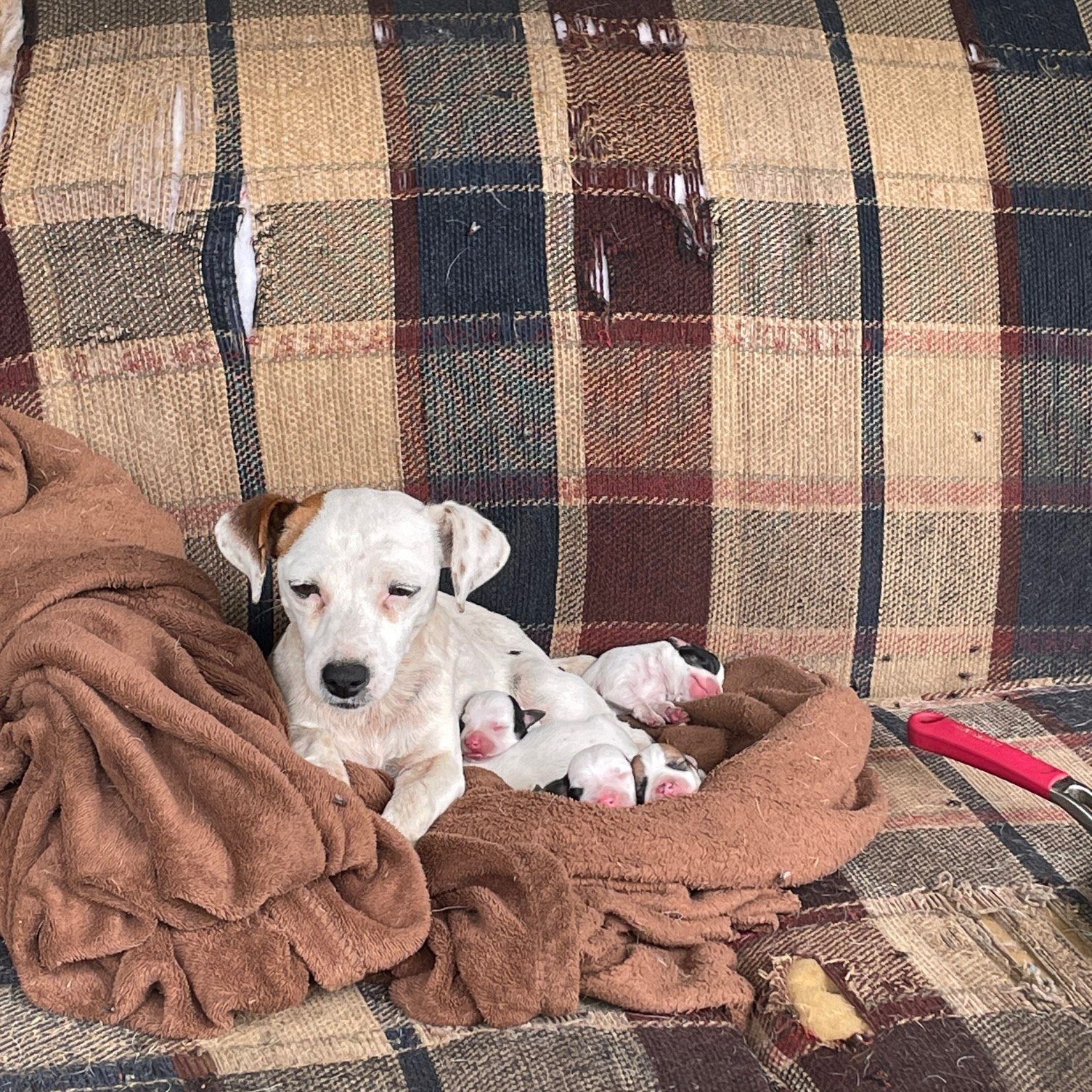 AWL Trumbull rescues close to 100 animals in 'terrible' living ...