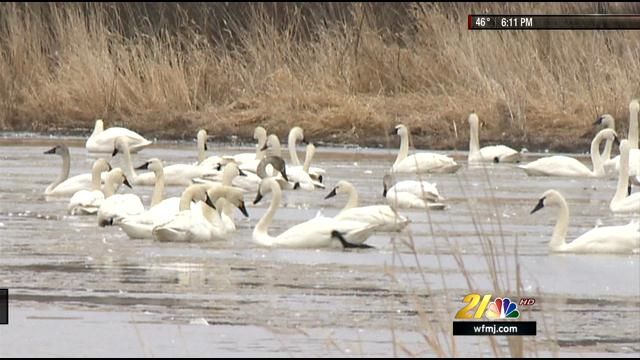 Hundreds of swans migrate to northern Trumbull County - WFMJ.com