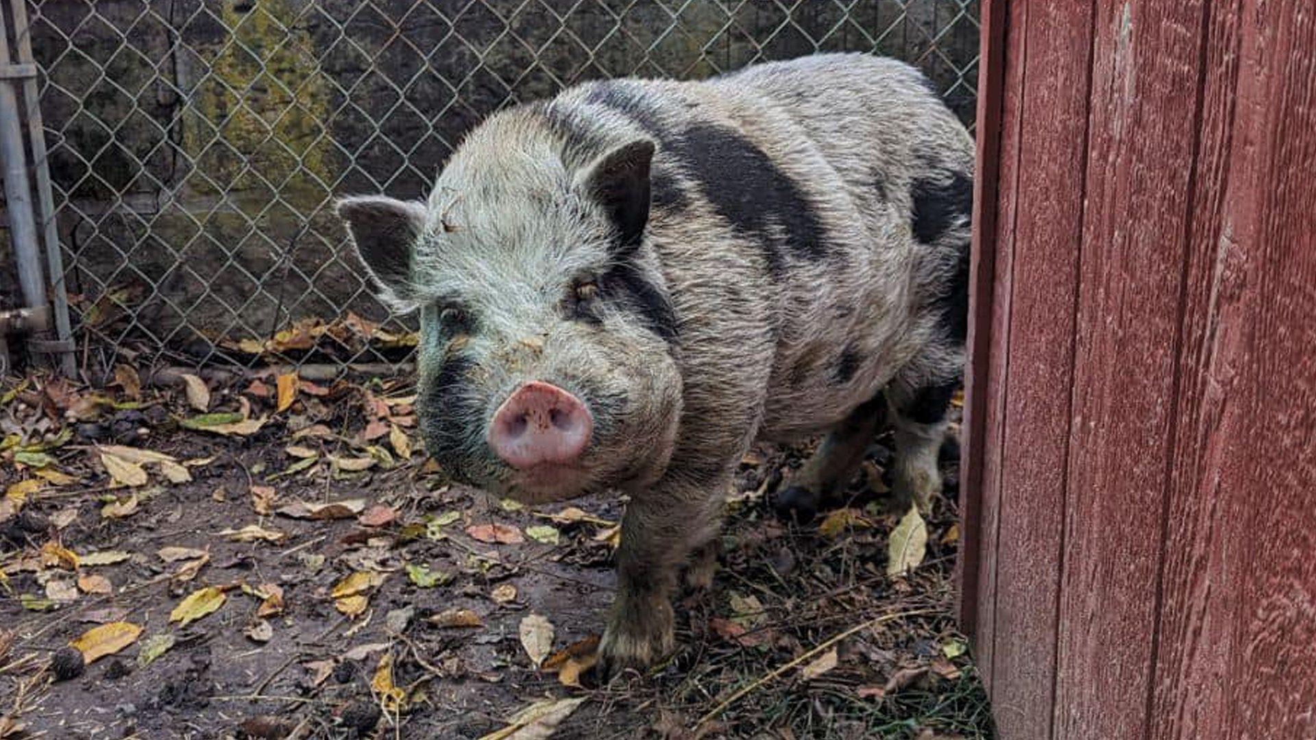 Owner of lost pig in Salem found, pig to be put up for adoption - WFMJ.com