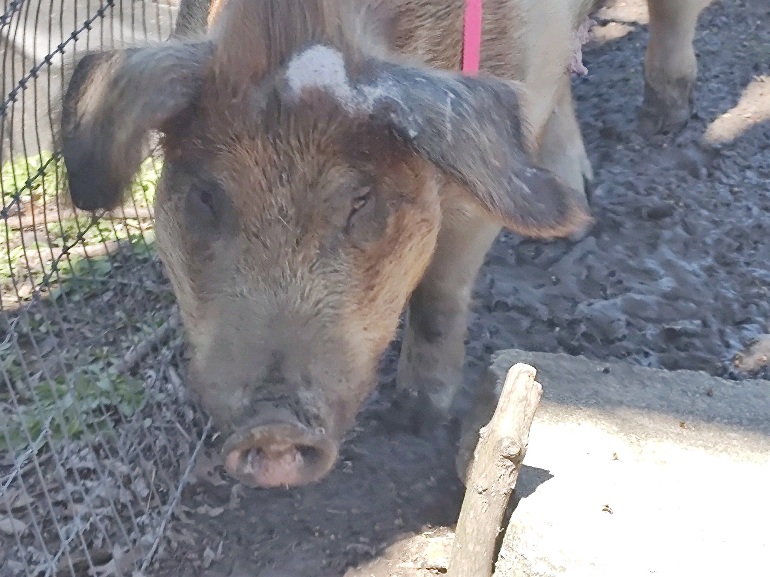 Sanctuary that rescued a pig from slaughter seeks help - WFMJ.com