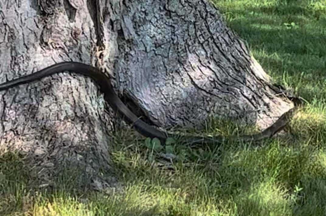 Large snake has been living in Bazetta Township tree for years - WFMJ.com