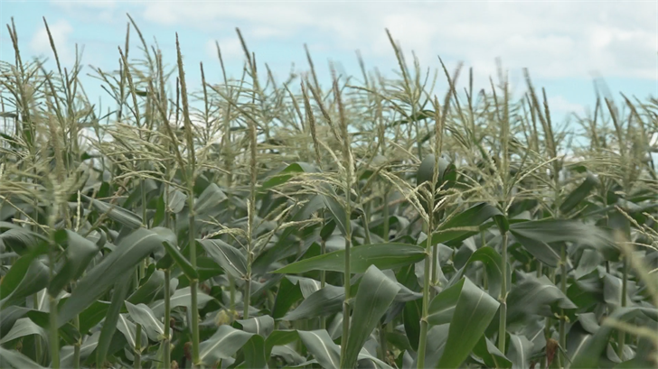 Dry, hot, and humid weather impacting local farms - WFMJ.com