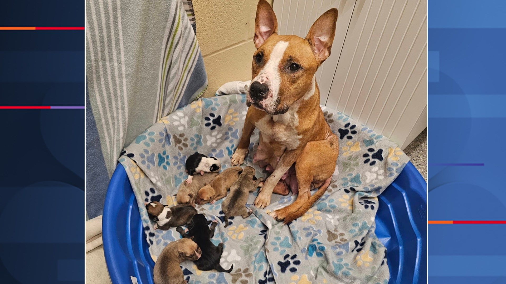 SLIDESHOW: Underweight dogs infested with fleas rescued from ...