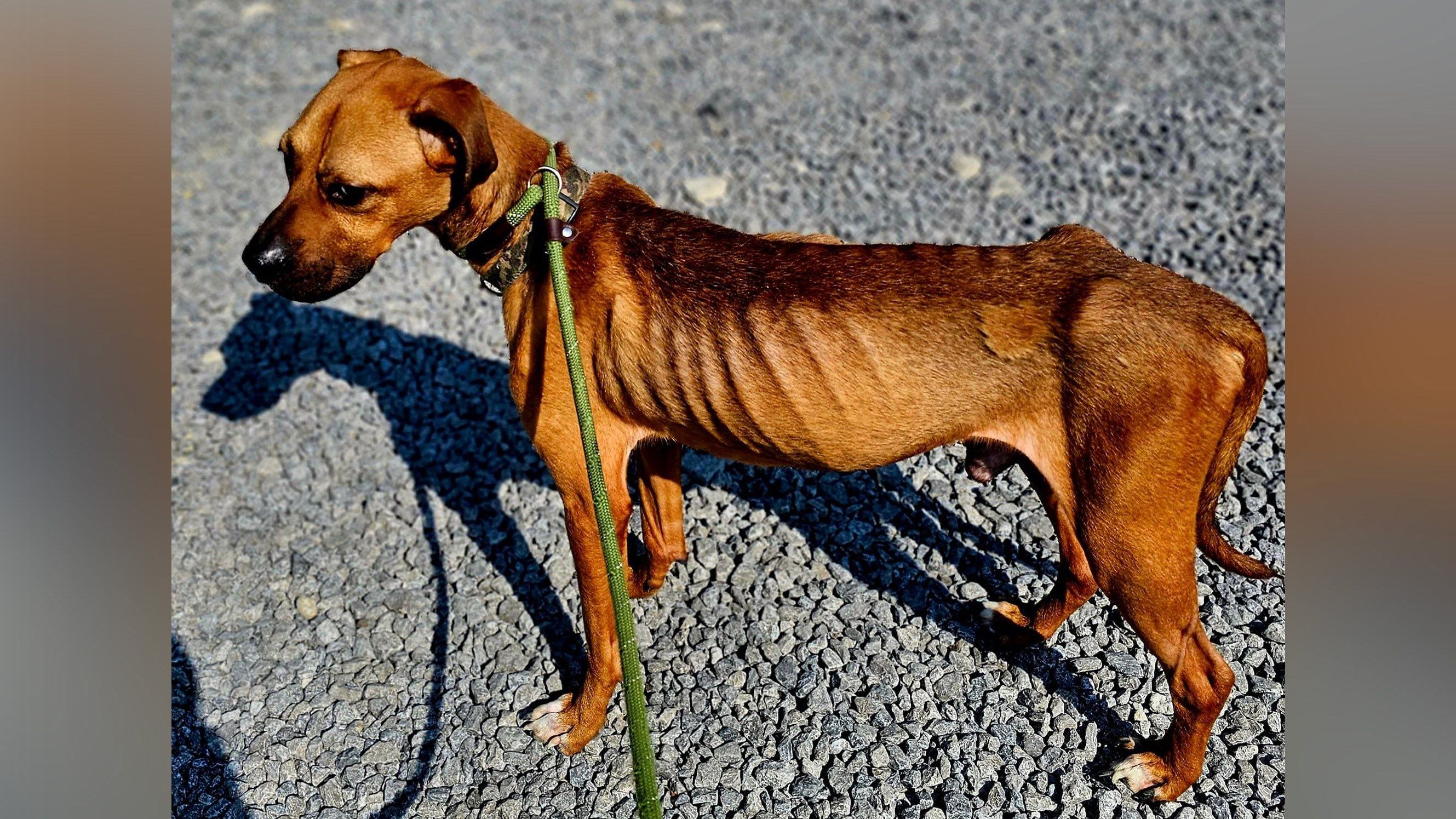Emaciated dog taken from Warren Twp. home - WFMJ.com