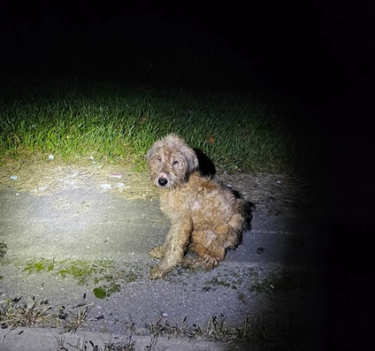 UPDATE: Warren animal shelter offering reward for information that ...