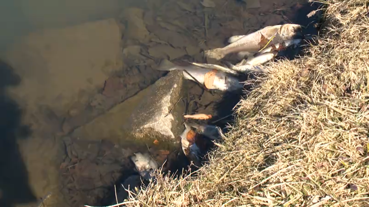 Crew called to clean up dead fish in pond at Packard Park - WFMJ.com