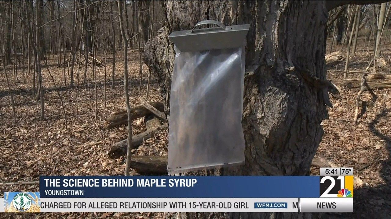 The science of making maple syrup - WFMJ.com