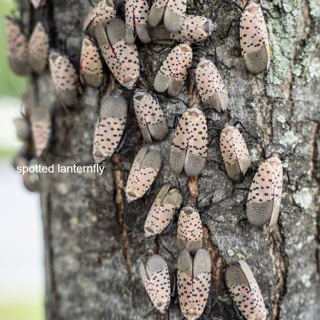 Ohioans encouraged to kill invasive insect - WFMJ.com