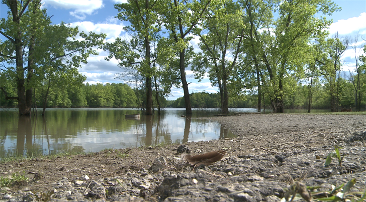 'Lions Give a DAM' 5k run announced, only way to travel across the ...