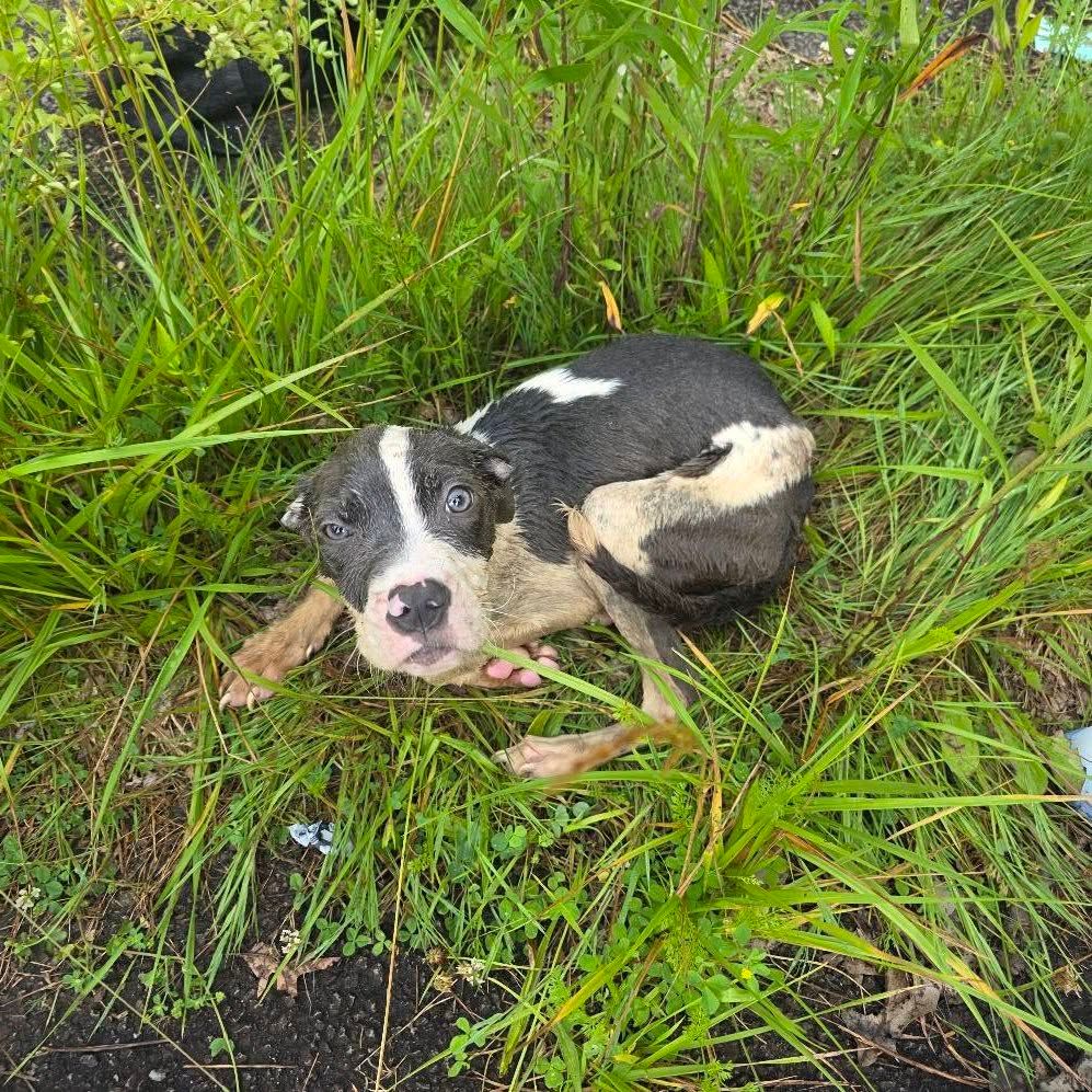 Two dead dogs, one puppy found abandoned in critical condition in ...