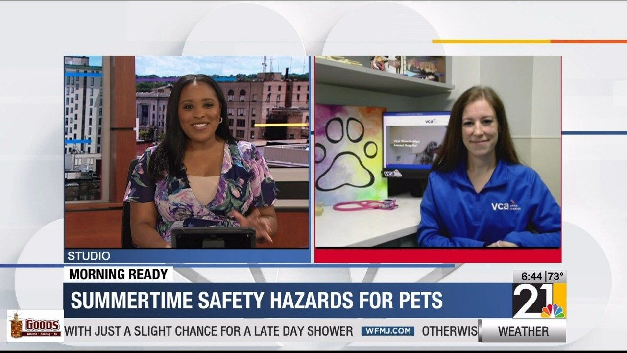 Summertime Safety Hazards for Pets - WFMJ.com