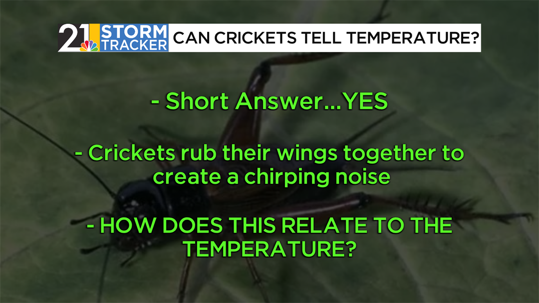 Weather 101: Can crickets act as a thermometer? - WFMJ.com