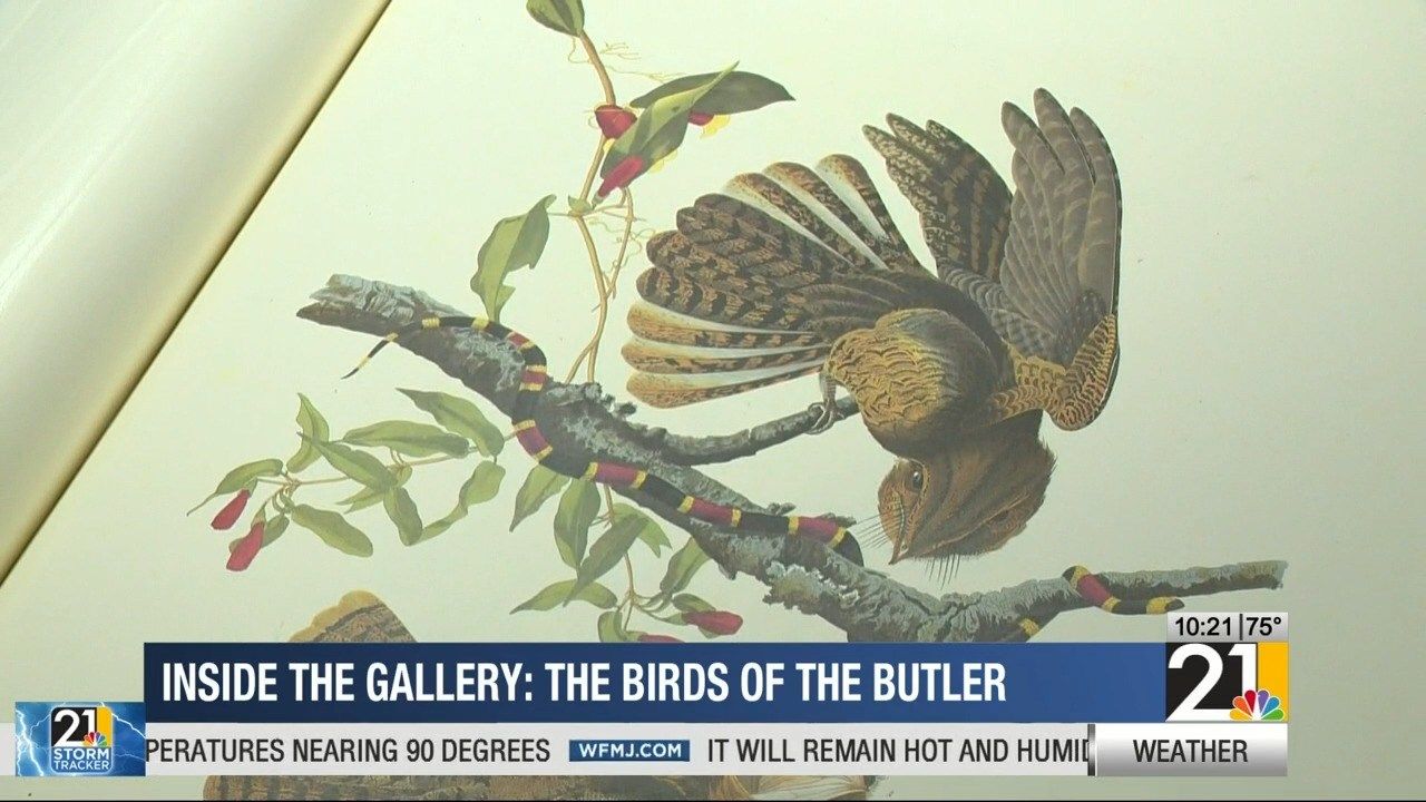 Inside the Gallery: The Birds of the Butler - WFMJ.com