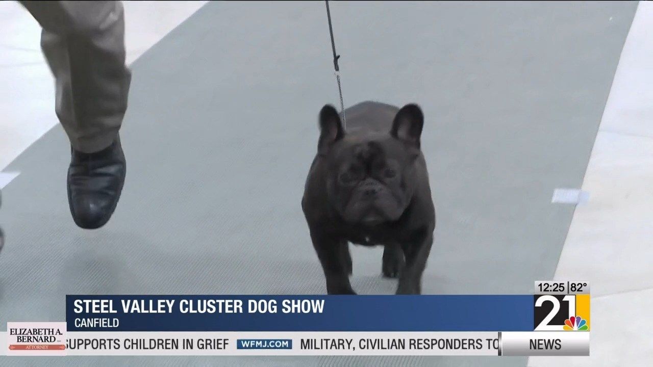Steel Valley Cluster Dog Show - WFMJ.com