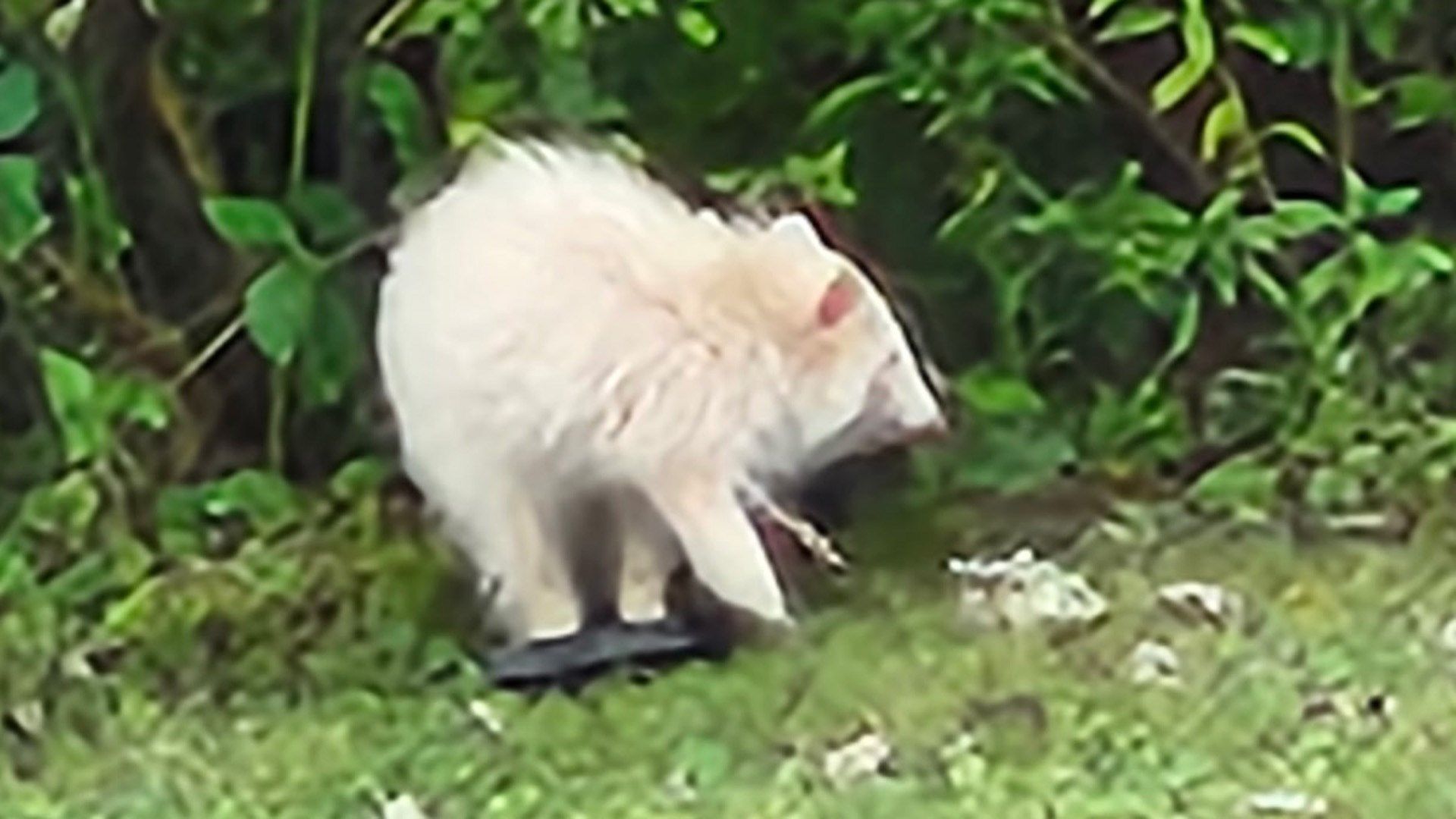 Rare albino raccoon spotted in Mahoning County - WFMJ.com