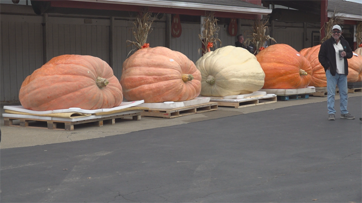 Giant pumpkins steal the show at Ohio Valley weigh-off in Canfield ...