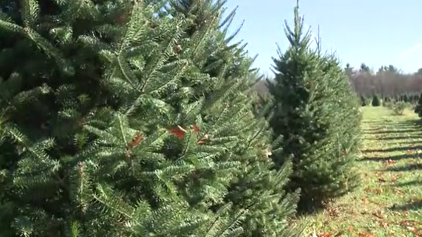 Pioneer Trails Tree Farm to cut Christmas trees for military members ...