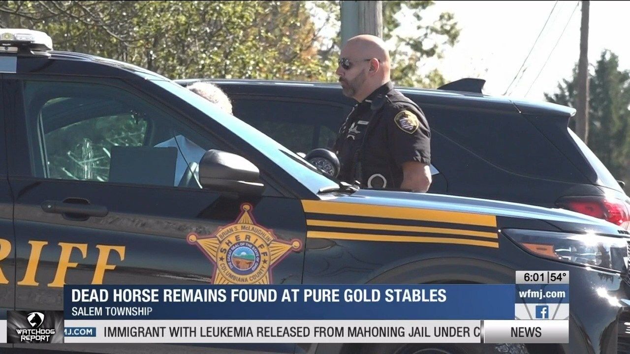 Dead horse remains found at Pure Gold stables - WFMJ.com