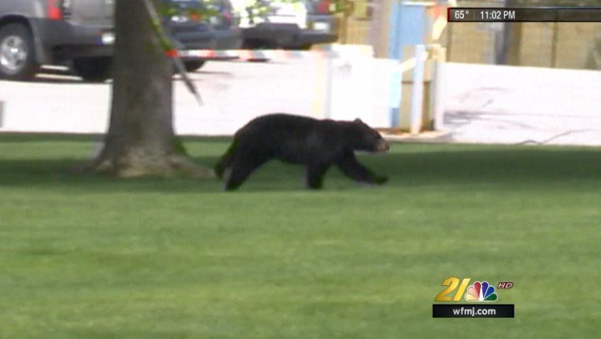 Trumbull County second in Ohio for bear sightings - WFMJ.com