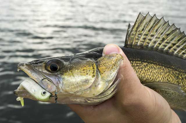Ohio town to celebrate with annual walleye drop - WFMJ.com
