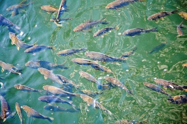 Asian carp barrier nearly done at northeast Indiana wetland - WFMJ.com